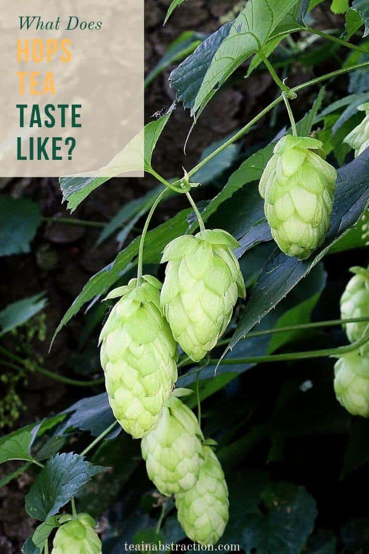 What Does Hops Tea Taste Like? – Tea In Abstraction