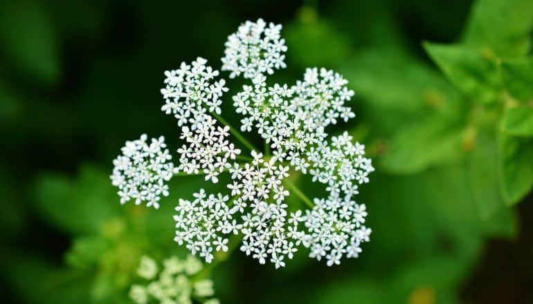 What Does Yarrow Tea Taste Like? – Tea In Abstraction