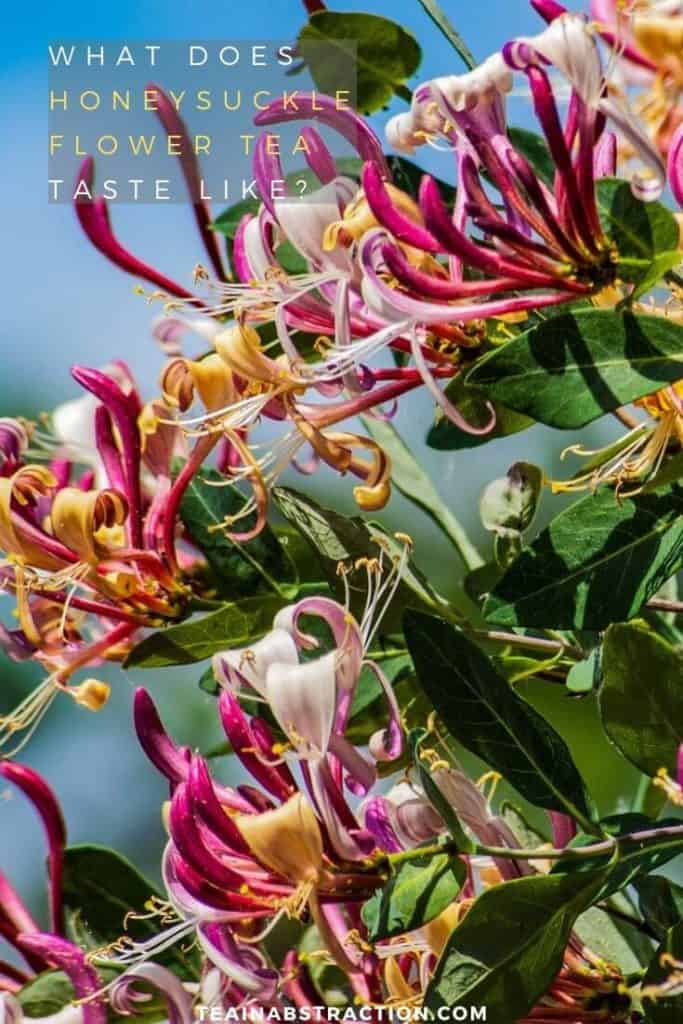What Does Honeysuckle Tea Taste Like? – Tea In Abstraction