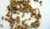 Anise Seed Tea - Benefits, FAQ, Everything You Need To Know | Tea In ...