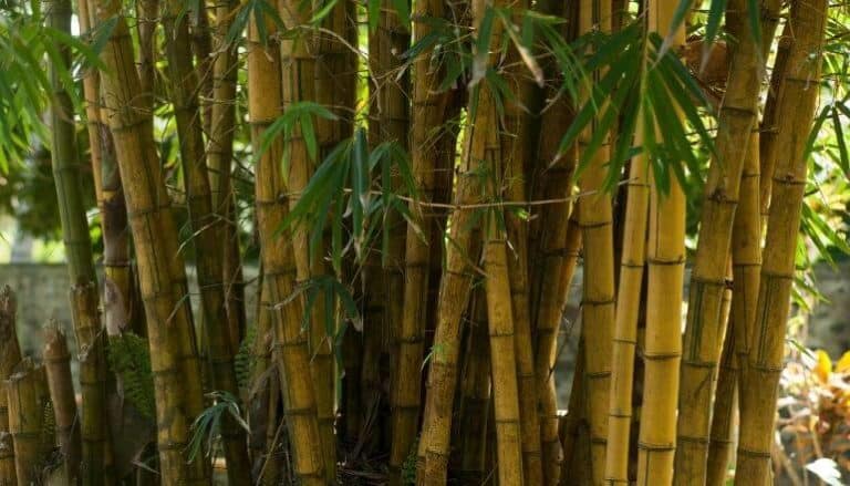 Bamboo Tea – Benefits, Side Effects, How To Make It And More – Tea In ...