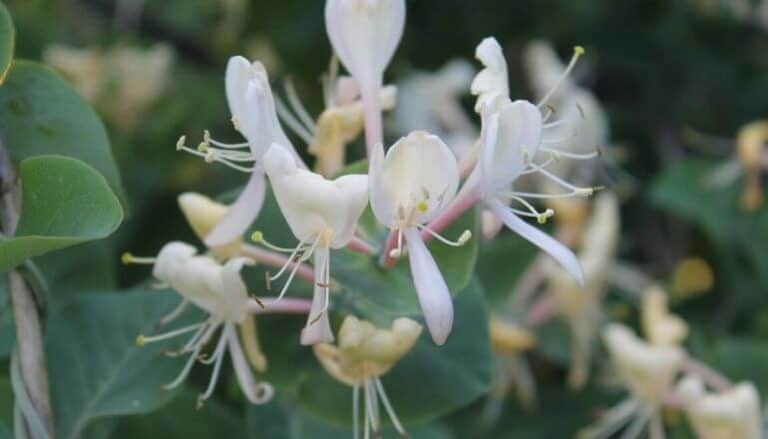A Beginners Guide To Honeysuckle Tea – Benefits, Side Effects, How To ...
