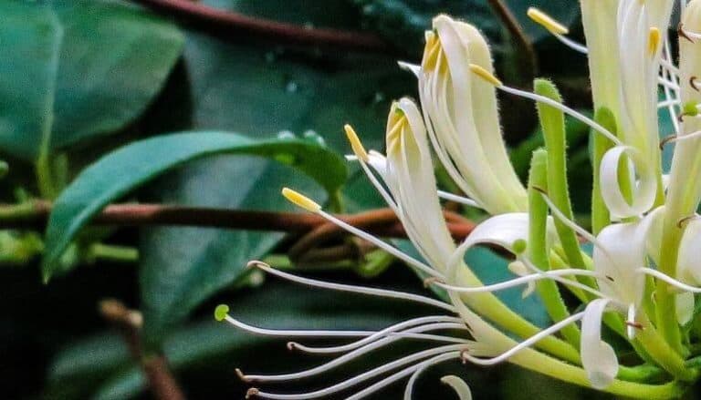 A Beginners Guide To Honeysuckle Tea – Benefits, Side Effects, How To ...